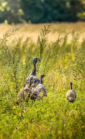 NWTF Alabama commits over $230K for 2024, Boosts New Habitat for the ...