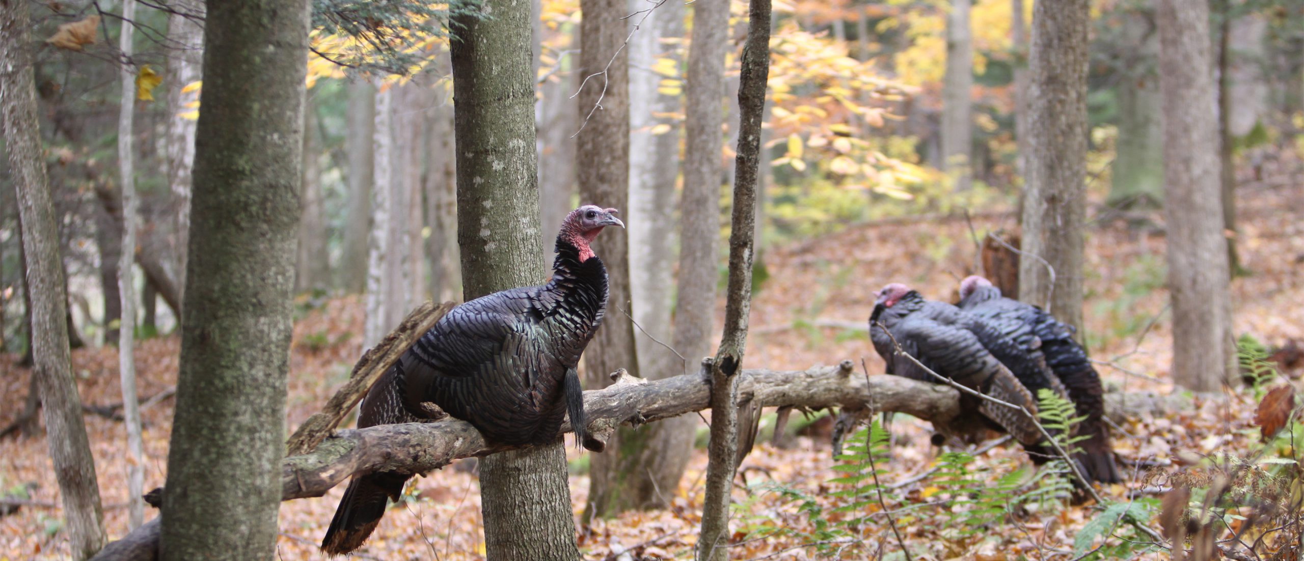 Integrating Data Sources - The National Wild Turkey Federation