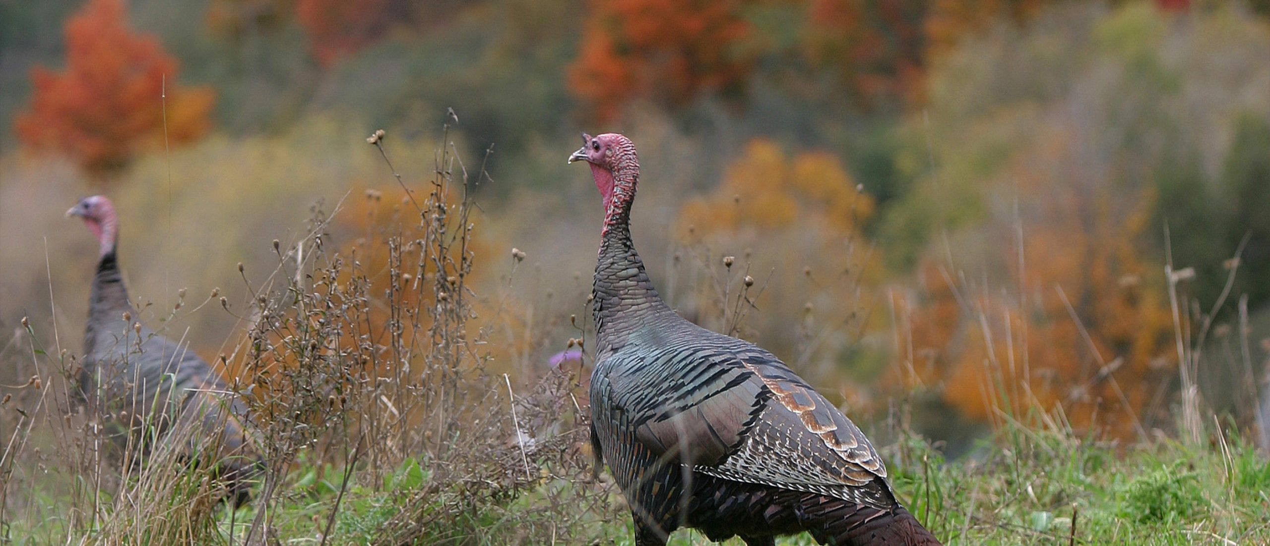 Fall Turkey Hunting In The Crosshairs: Will Canceling Autumn Seasons ...