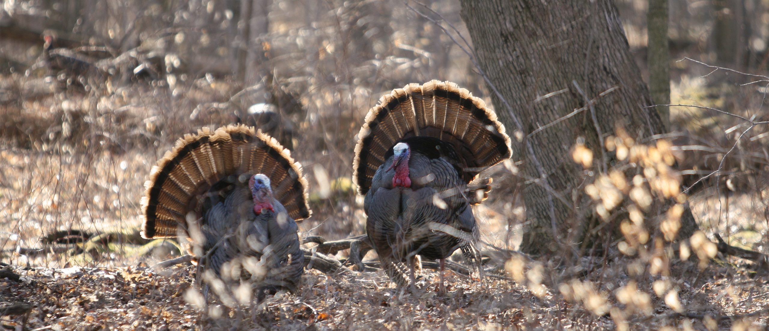 Fall Talk - The National Wild Turkey Federation