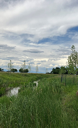 First Creek Waterway Project Completes Vital Riparian Restoration - The ...