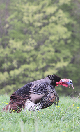Central Iowa Long Spurs, IA - The National Wild Turkey Federation