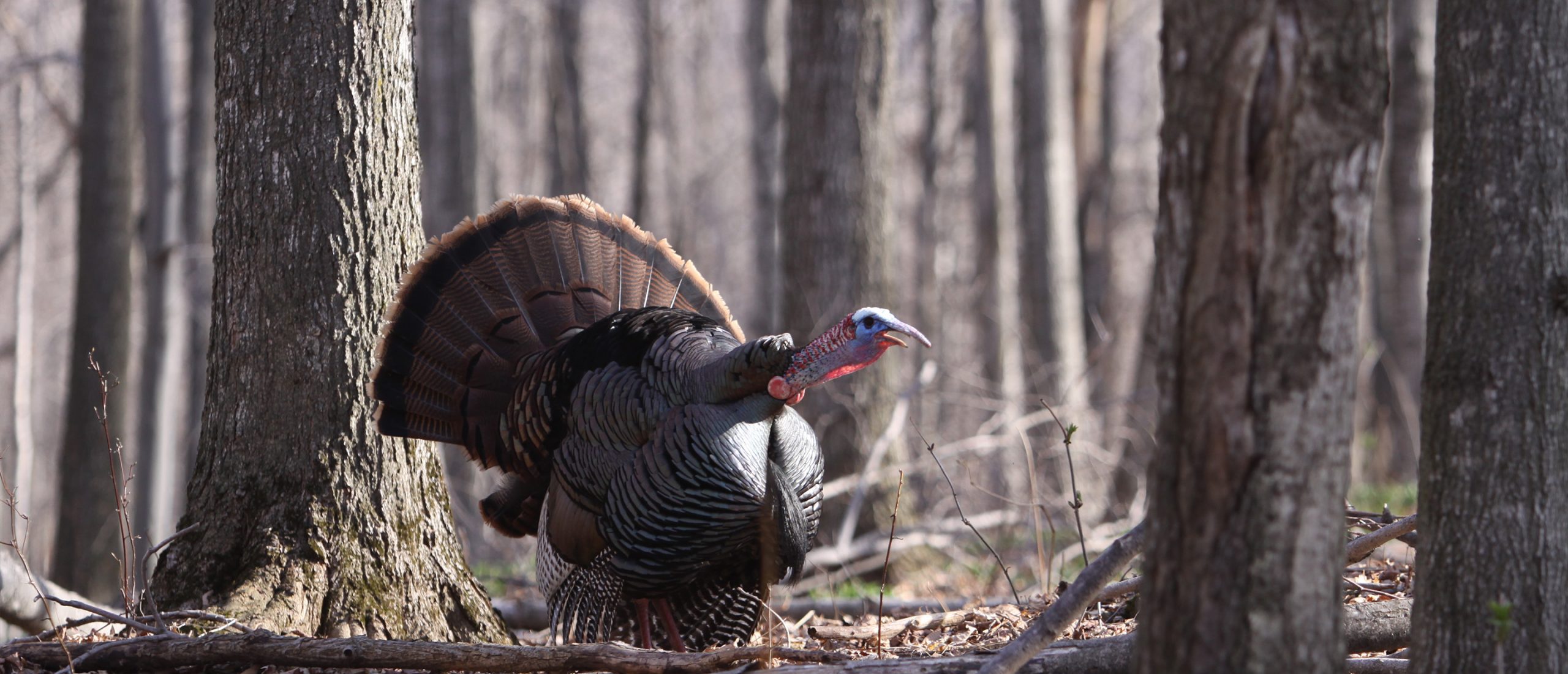 NWTF Minnesota Approves $150,000 for Mission Delivery in 2024 - The National Wild Turkey Federation
