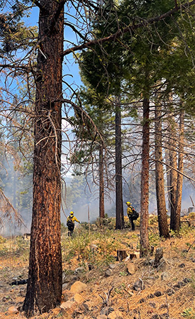 Veterans Find New Mission in Forest Restoration with PROPS - The ...