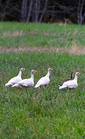What Causes Color-Phase Turkeys - The National Wild Turkey Federation