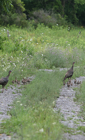 What is Early Successional Habitat and Why Do Wild Turkeys Need It ...