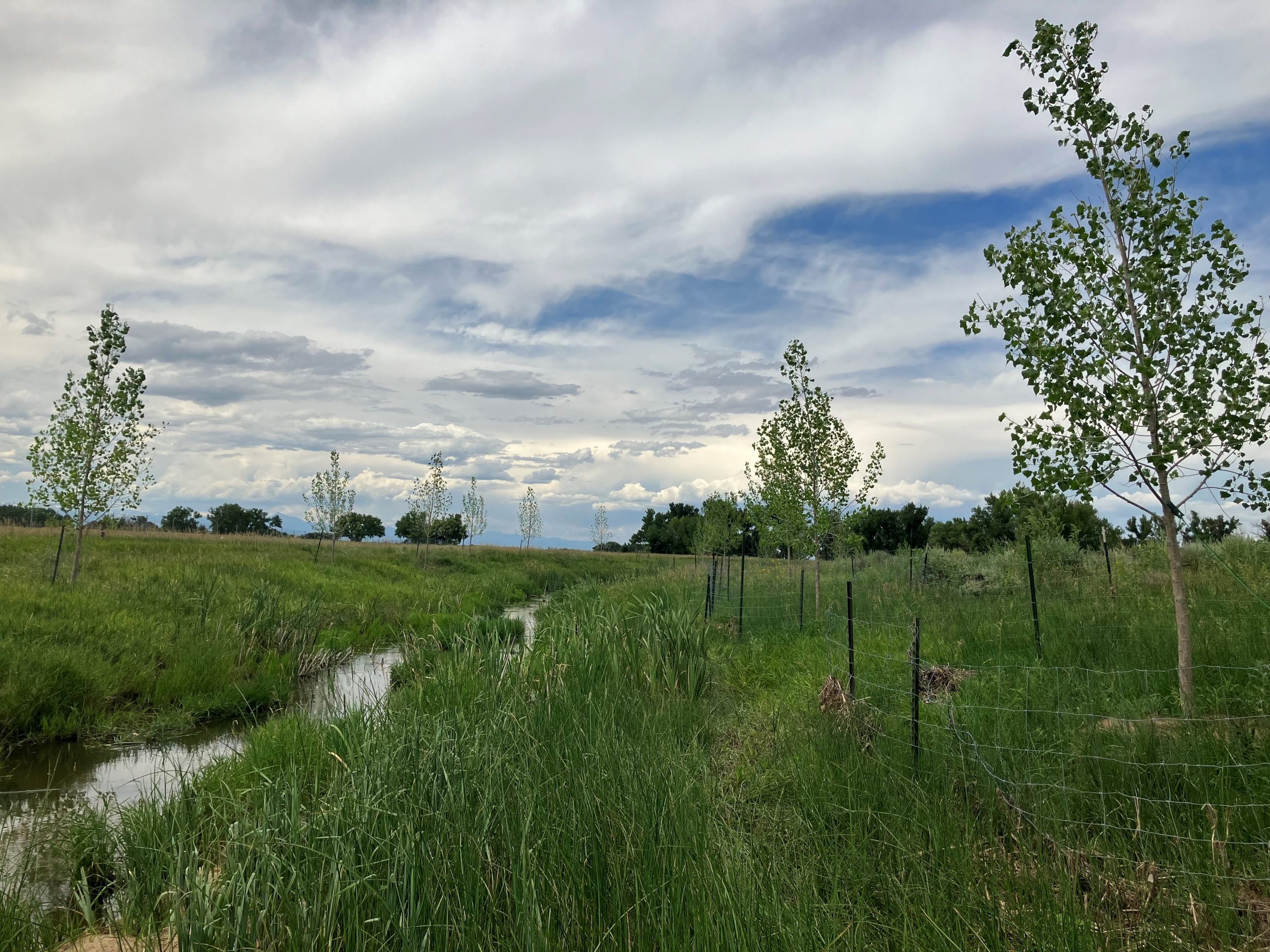 First Creek Waterway Project Completes Vital Riparian Restoration - The ...