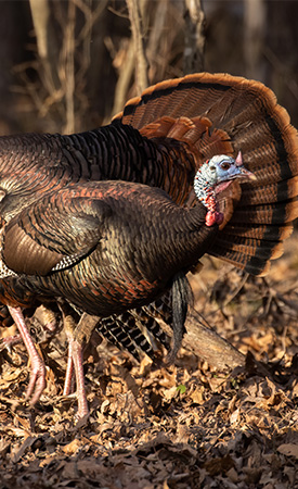 Iowa County Struttin Toms, IA - The National Wild Turkey Federation