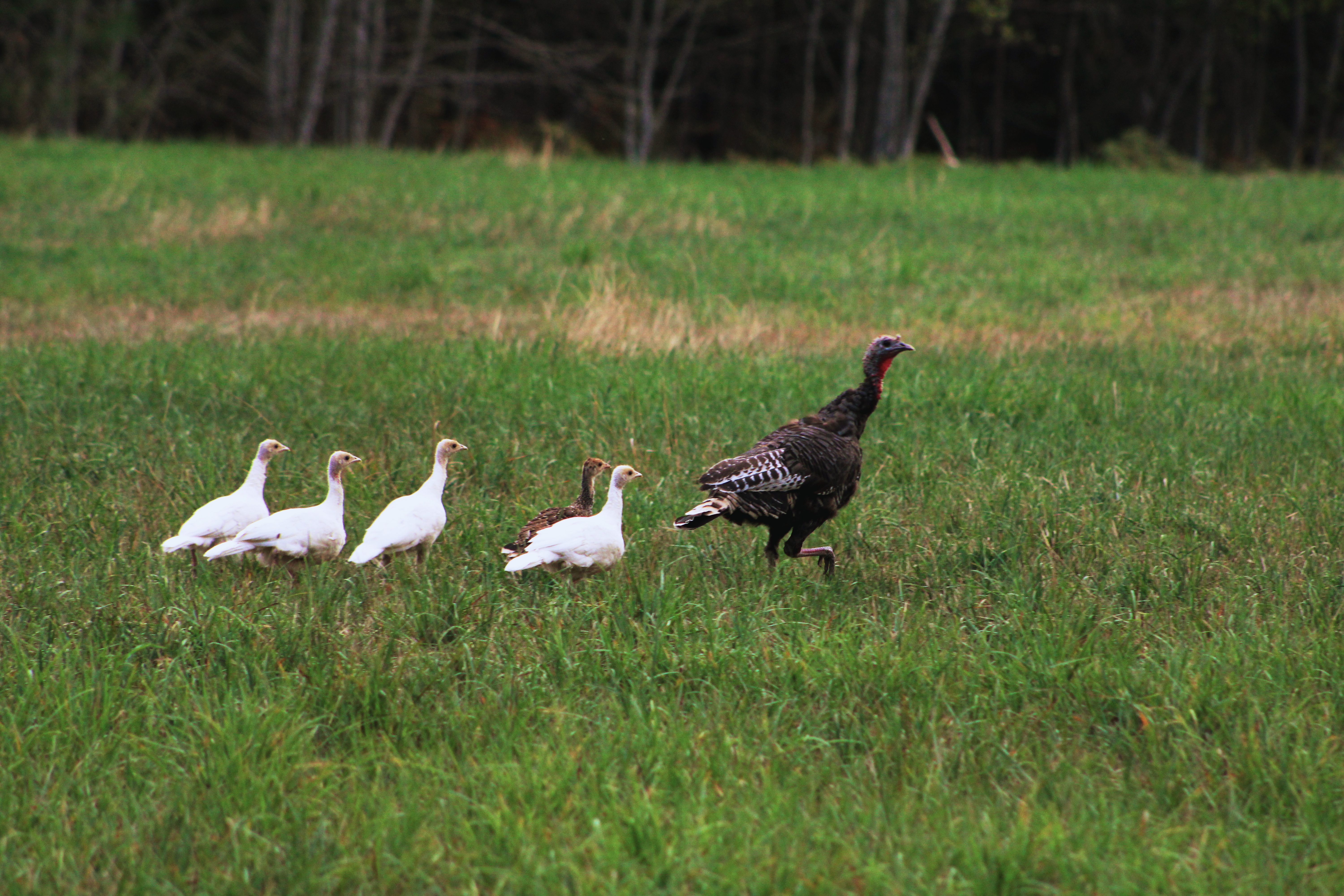 What Causes Color-Phase Turkeys - The National Wild Turkey Federation