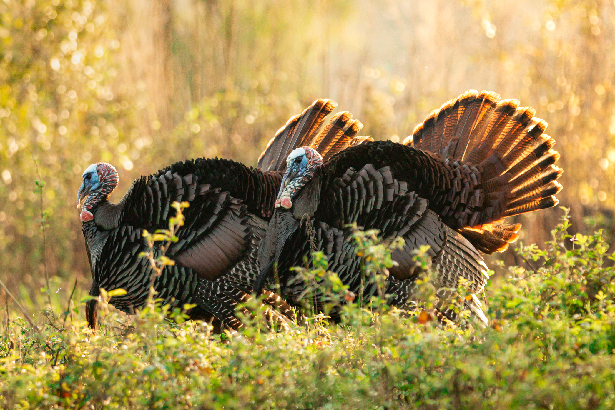 Wild Turkey Facts to Share This Thanksgiving - The National Wild Turkey ...