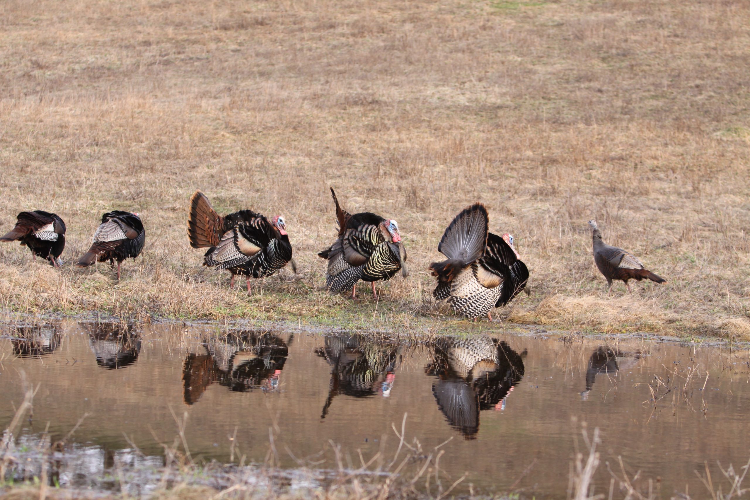 Critical Investment in Water-Related Conservation Projects Forthcoming ...