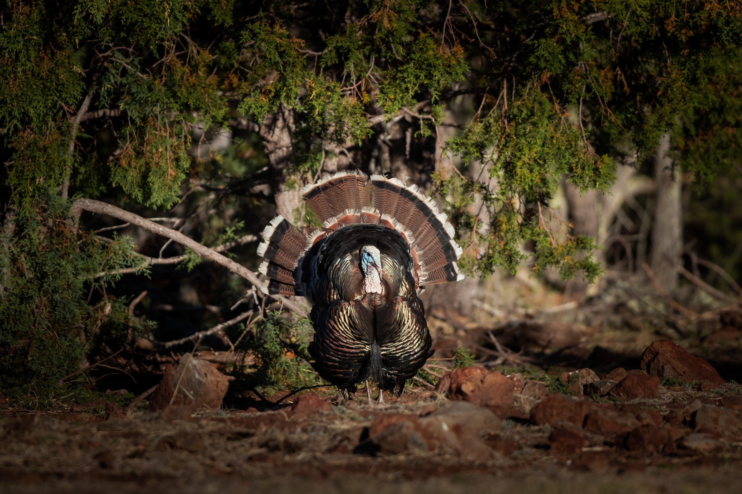 Behind The Bird: History And Conservation Of The Gould’s Wild Turkey ...