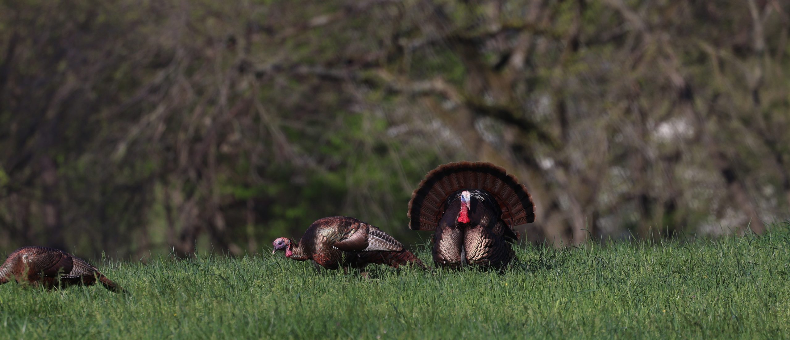 City Slickers: Hunting Turkeys Near Civilization - The National Wild ...