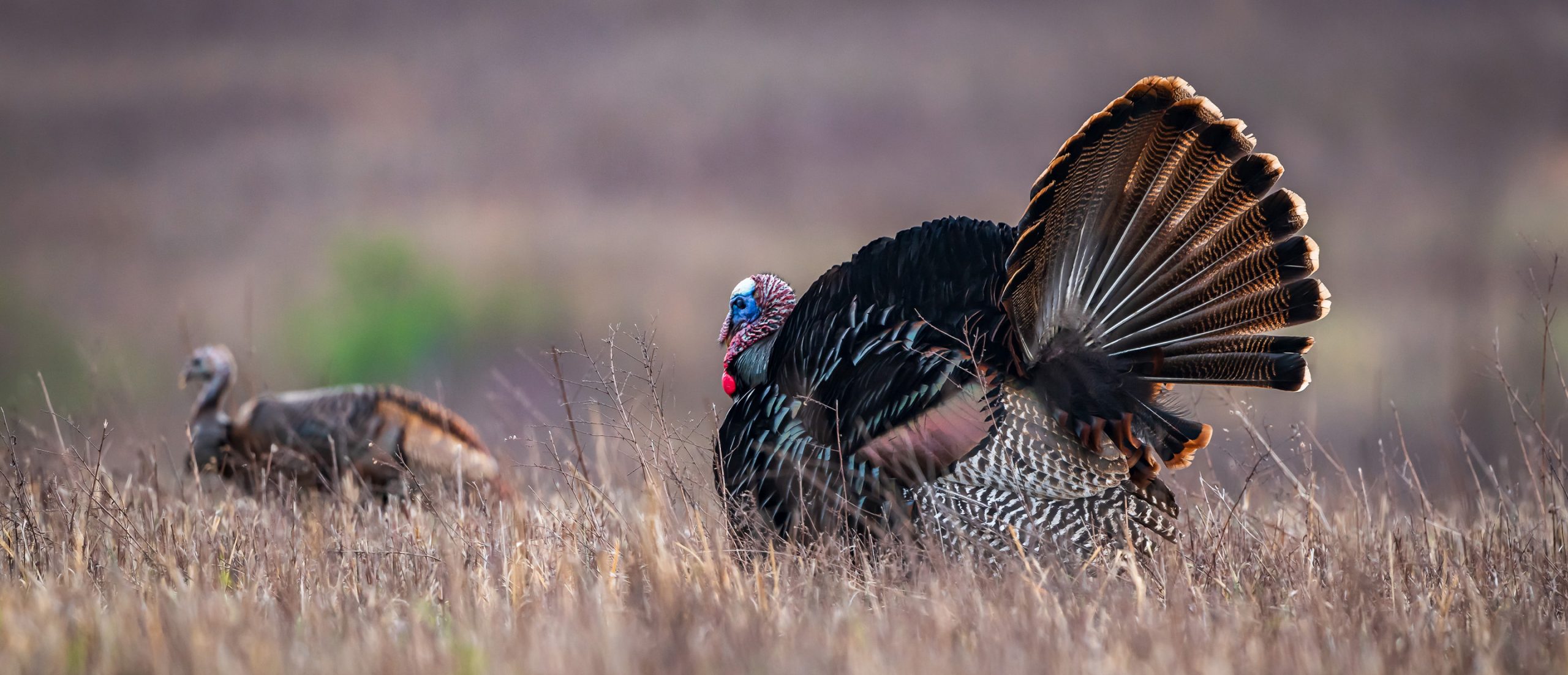 NWTF Kansas and Partners Dedicate Nearly $2 Million to Mission for 2024 ...