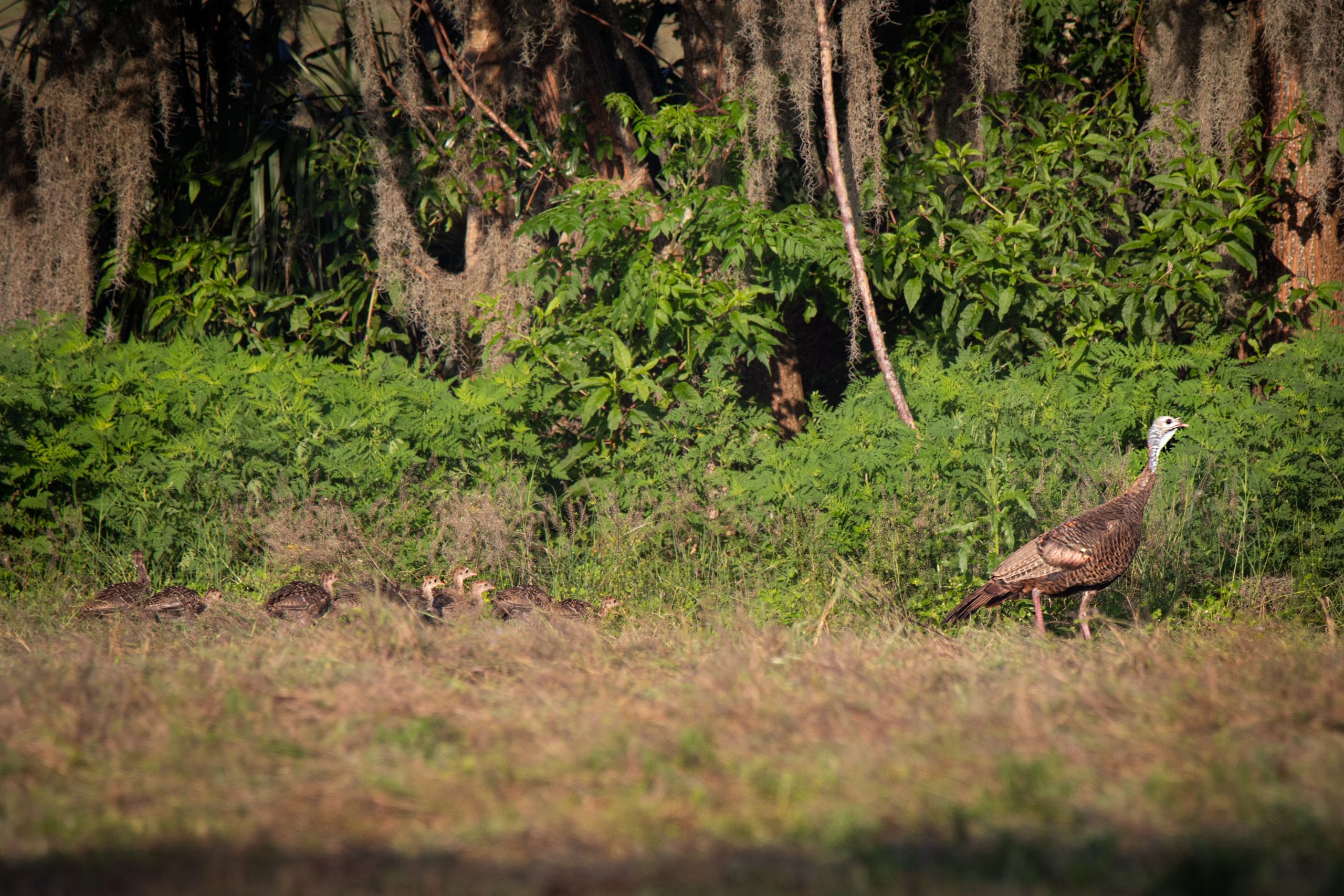 Our History - The National Wild Turkey Federation