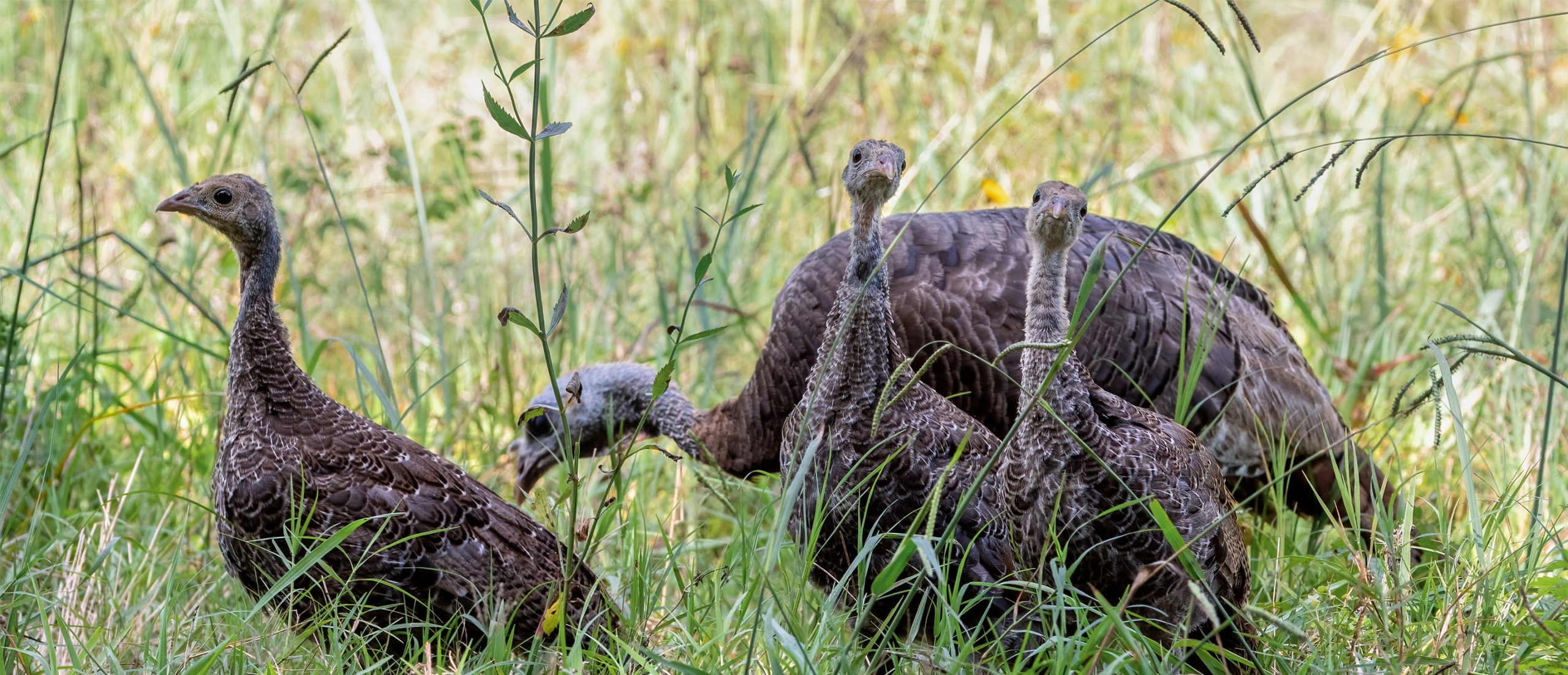 Lone Star Volunteers and Partners Allocate over $1.3 Million to NWTF ...