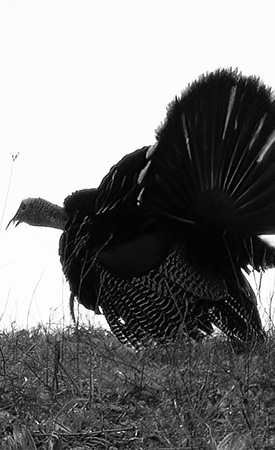 Washington State Governor Recognizes NWTF’s 50th Anniversary - The ...