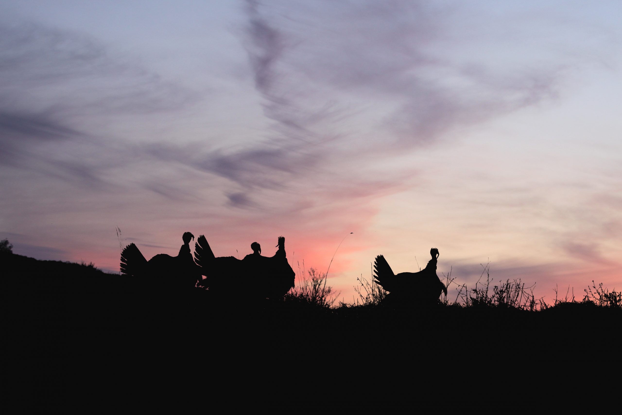 The Next 50 Years - The National Wild Turkey Federation