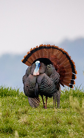 Delaware Governor Honors NWTF’s 50-Year Conservation Legacy - The ...