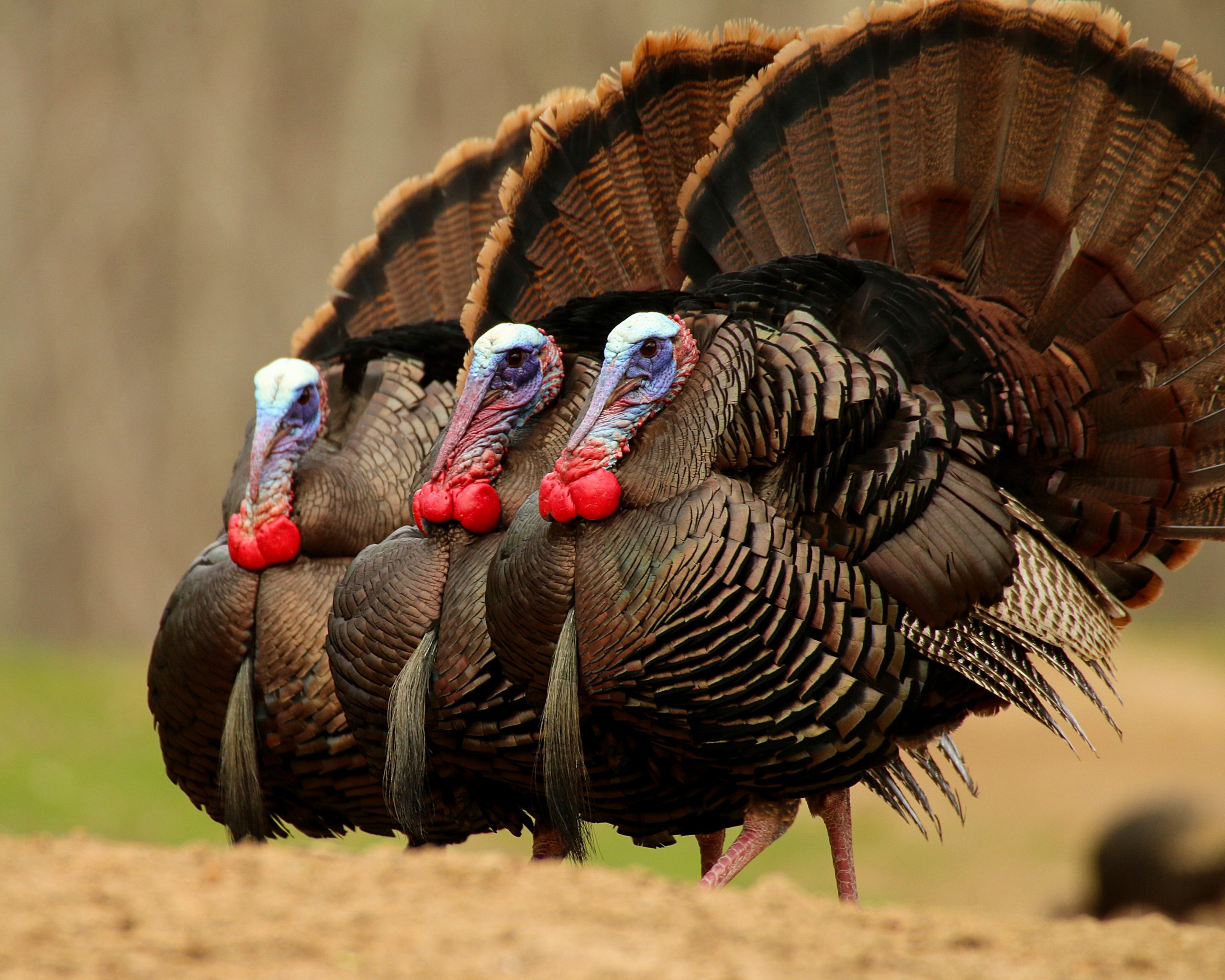 NWTF South Carolina Supports Revised Turkey Season Proposal - The ...