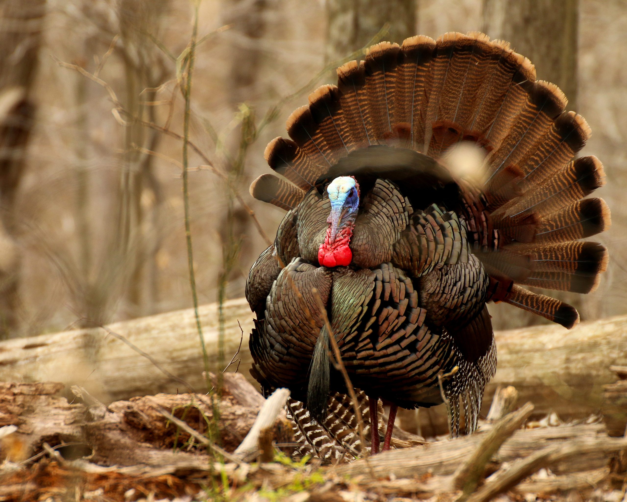 NWTF’s 50-Year Milestone Recognized by North Carolina Governor - The ...
