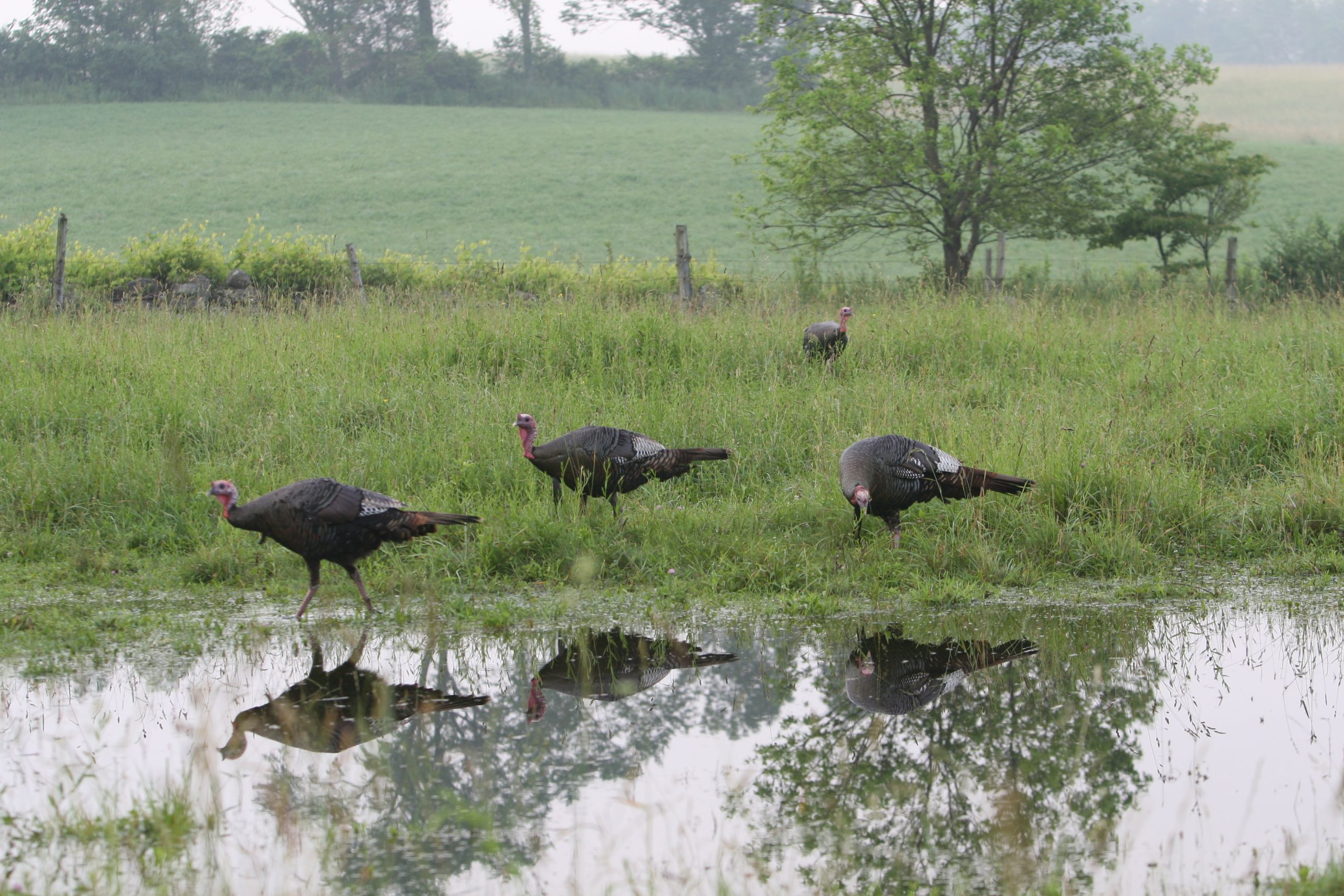 NWTF’s Waterways for Wildlife Application Period Closes Soon - The ...