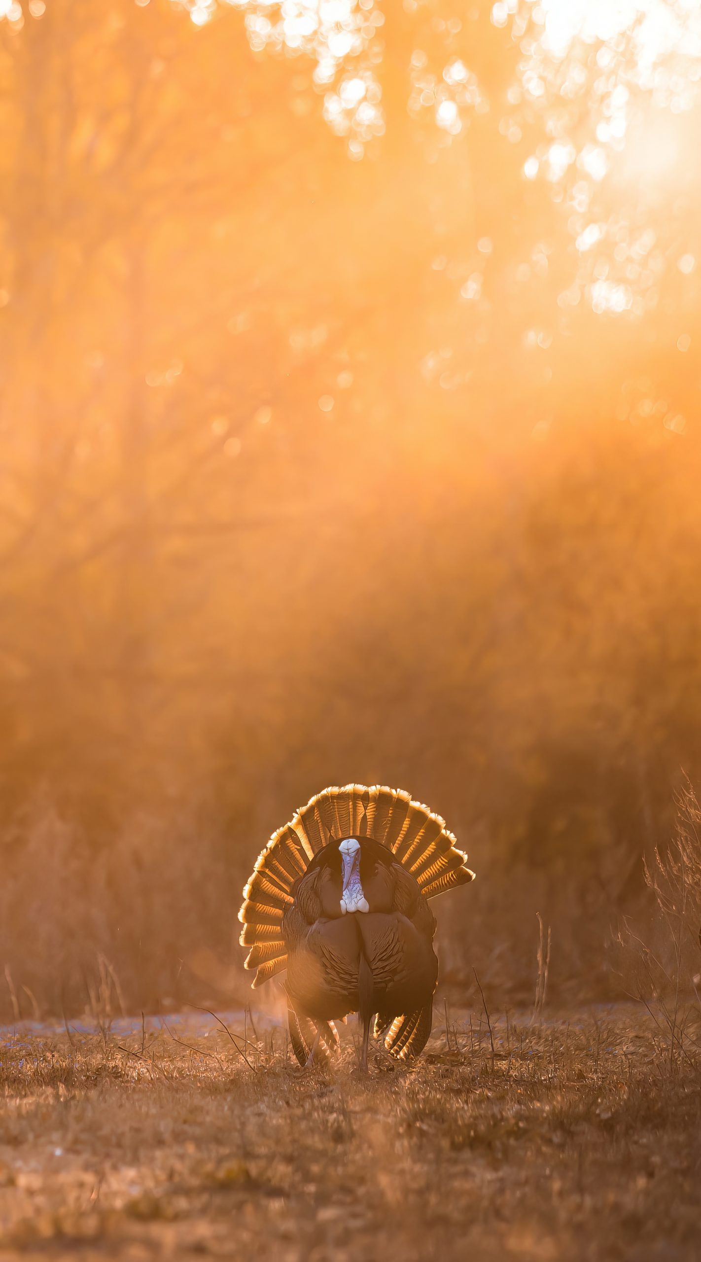 Onset of an Addiction - The National Wild Turkey Federation