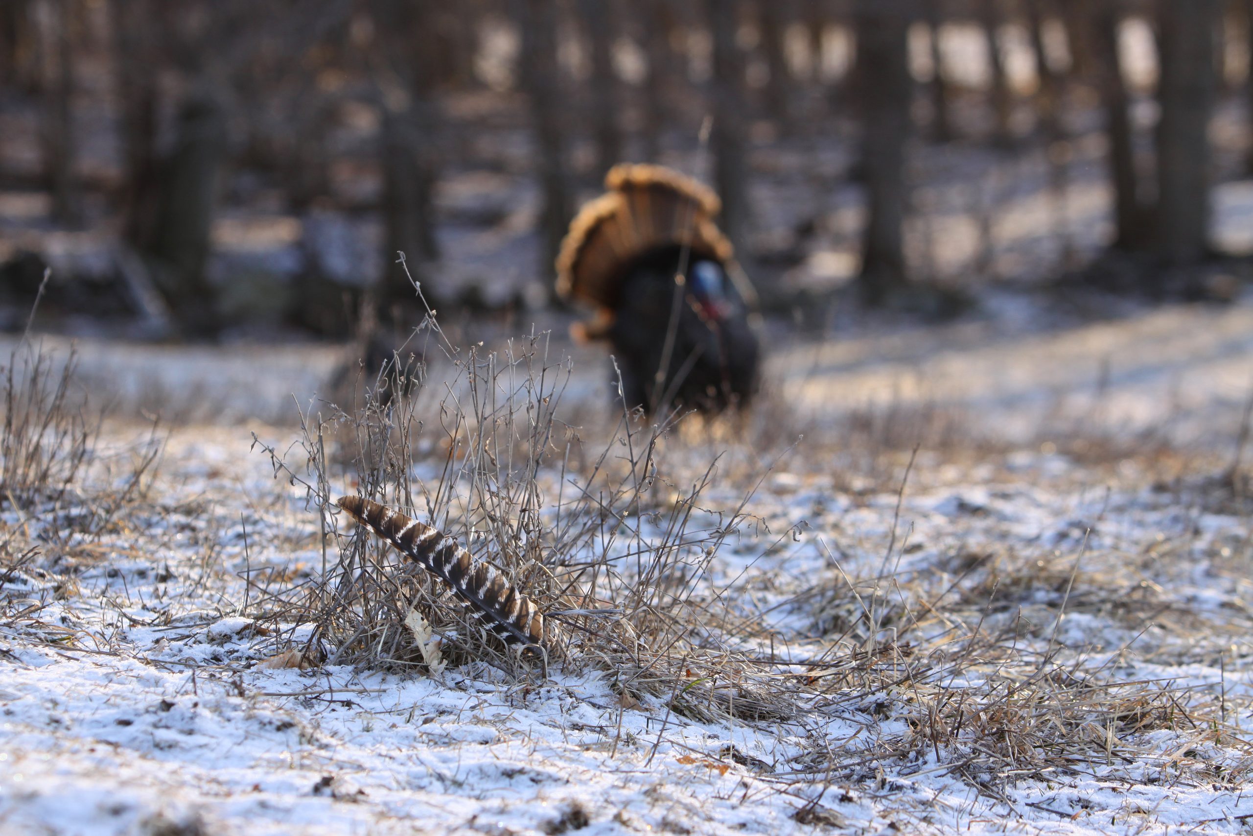 Ask Dr. Tom: The Jake Transition - The National Wild Turkey Federation