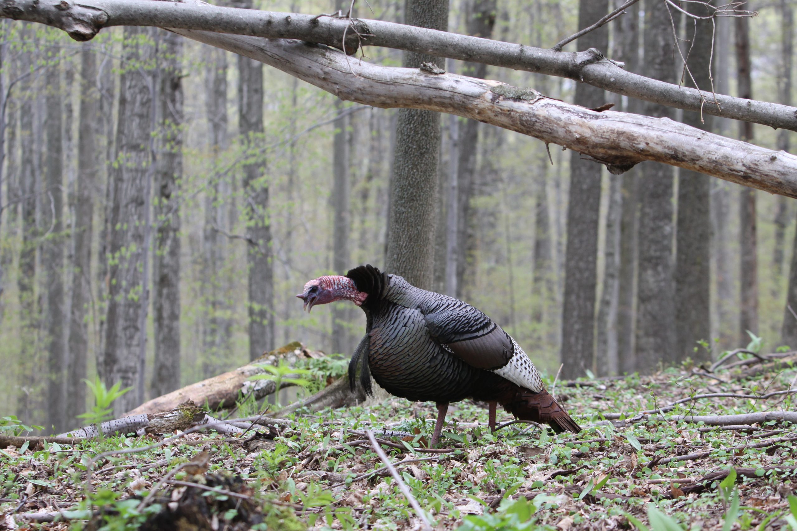 Bearded Wonders - The National Wild Turkey Federation