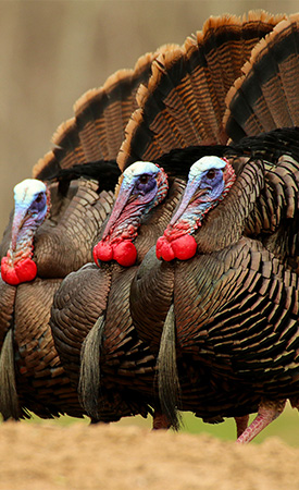 NWTF South Carolina Supports Revised Turkey Season Proposal - The ...
