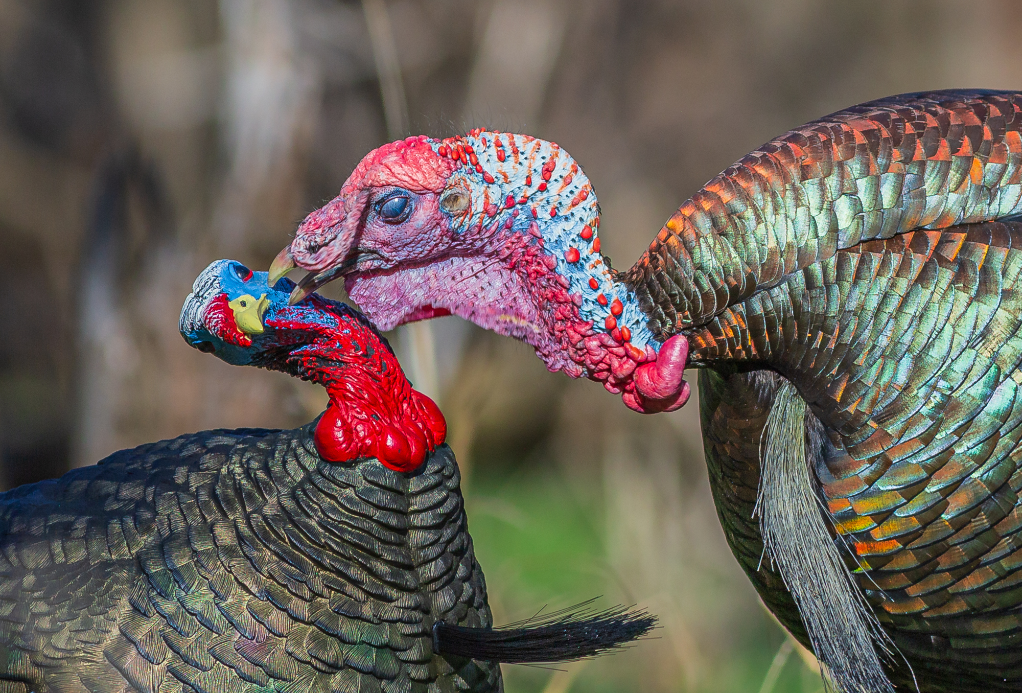How to Harvest a Turkey Without a Call - The National Wild Turkey ...
