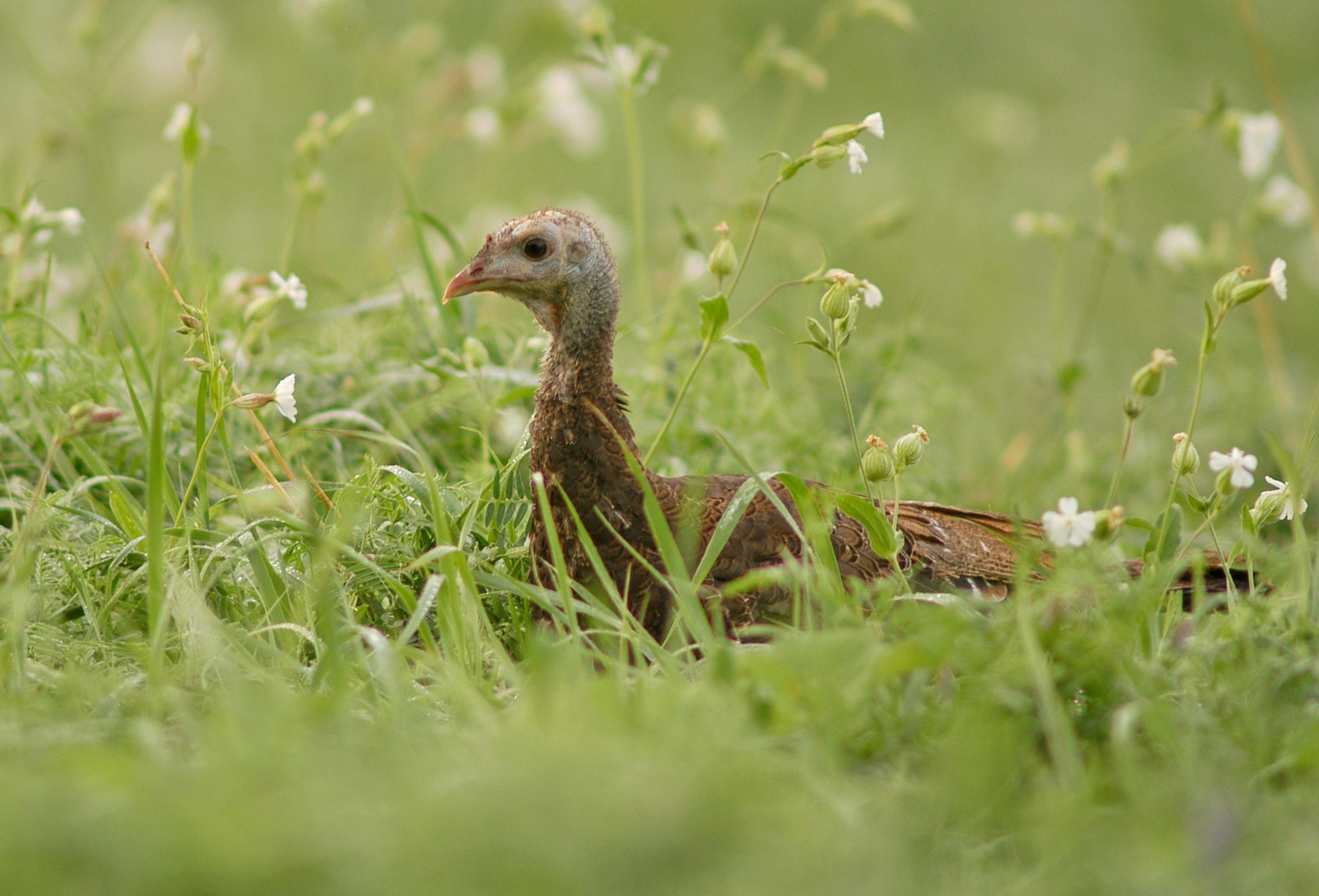 Habitat for the Hatch - The National Wild Turkey Federation