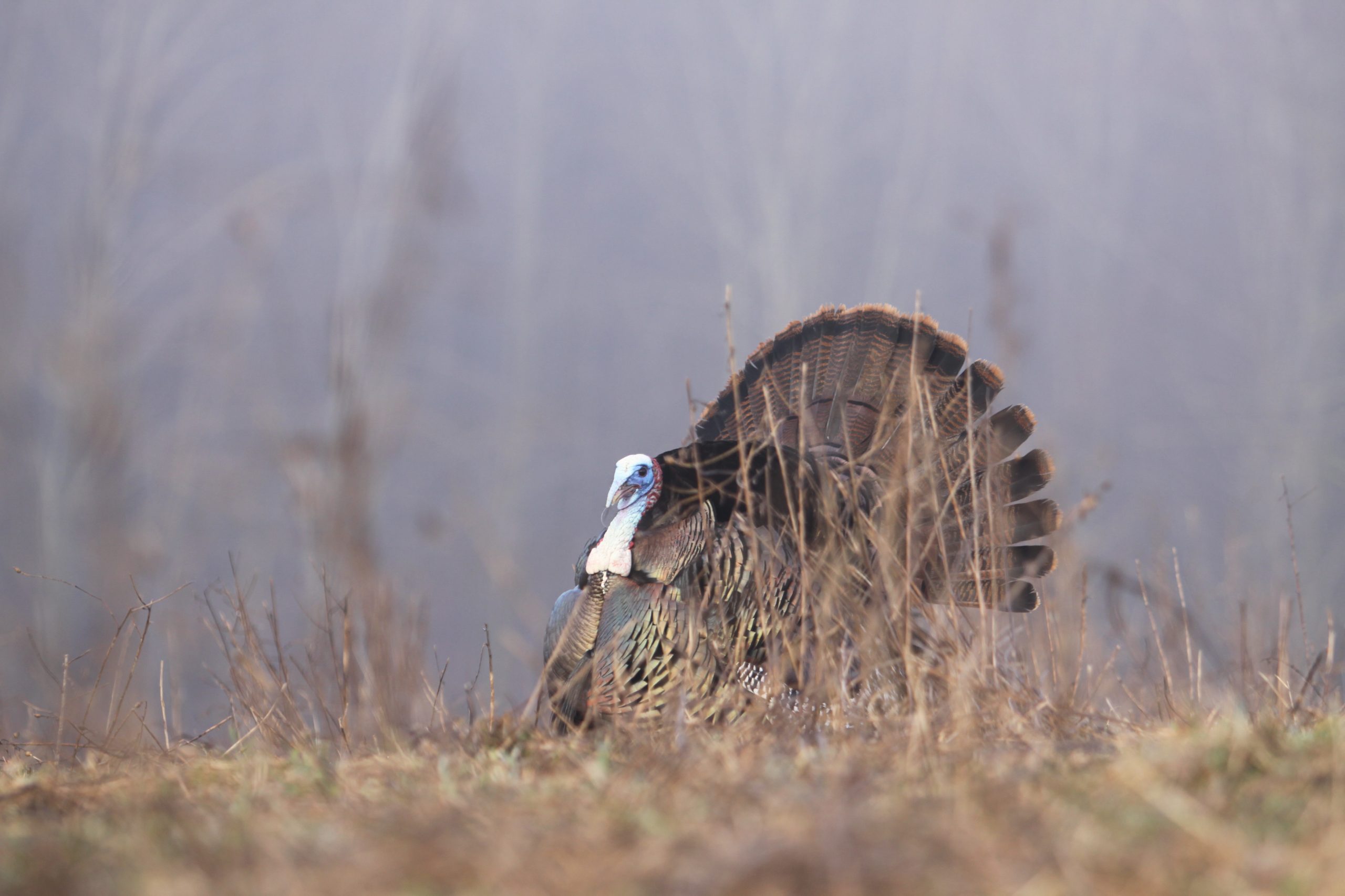 Avoid the Habits of the Unsuccessful Turkey Hunter - The National Wild ...