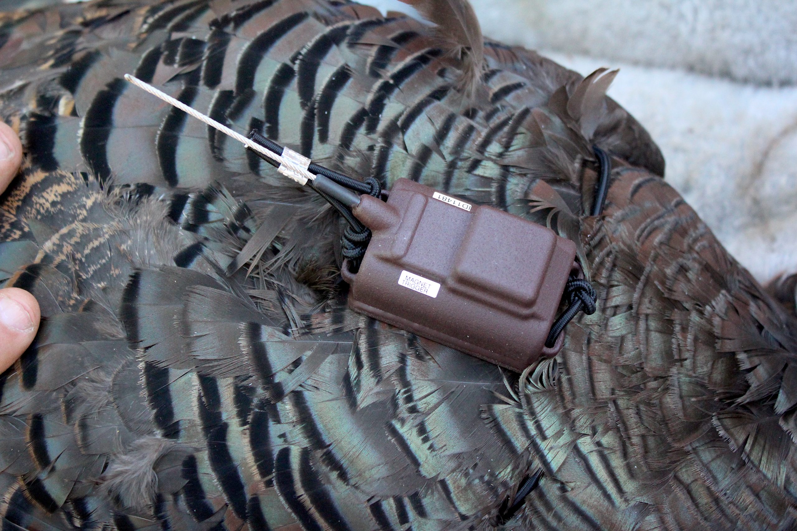 NWTF Funded Wild Turkey Research Presented at Conservation Conference ...