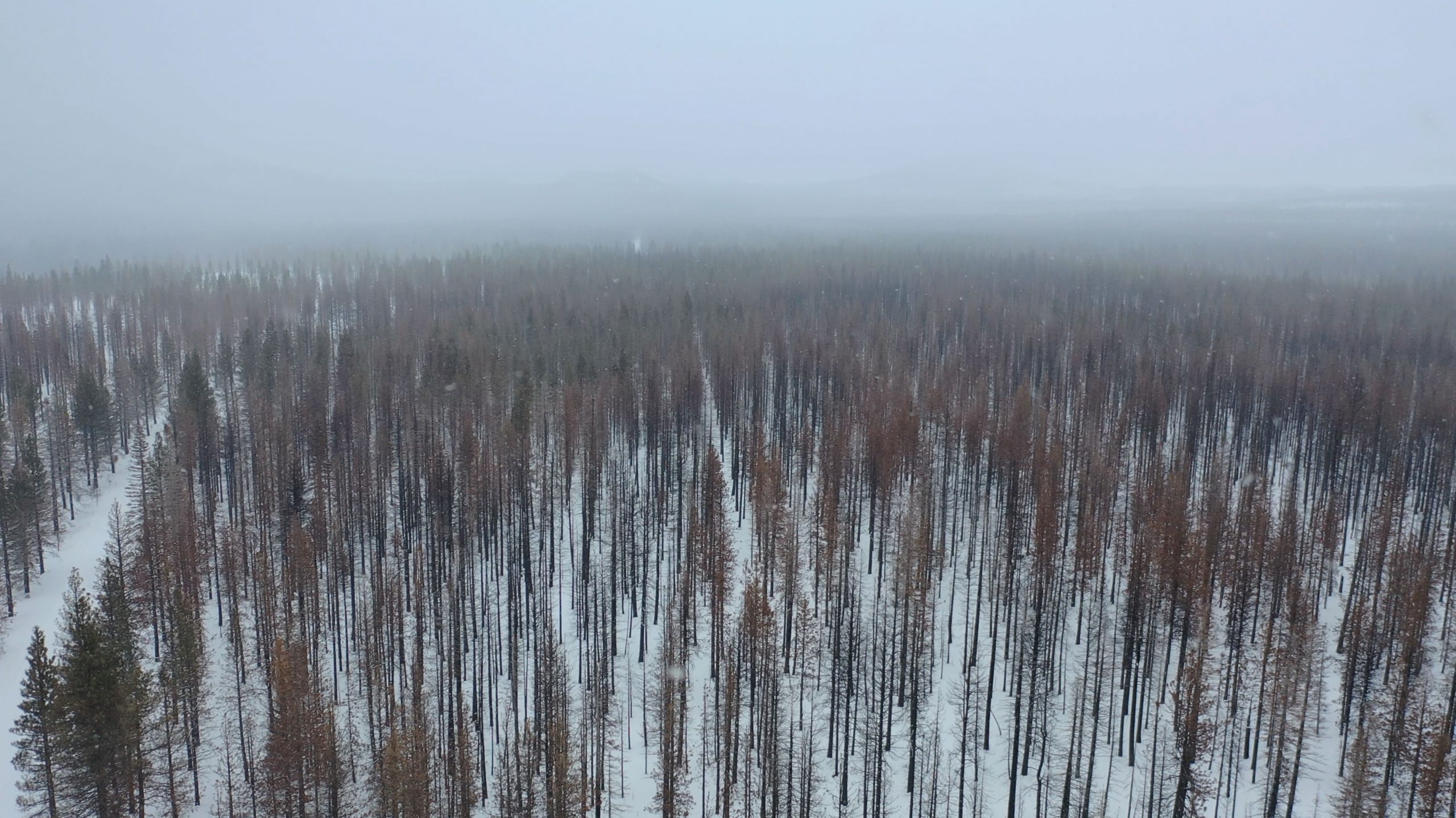 Colt Forest Stewardship and Timber Transport Pilot Project - The National Wild Turkey Federation