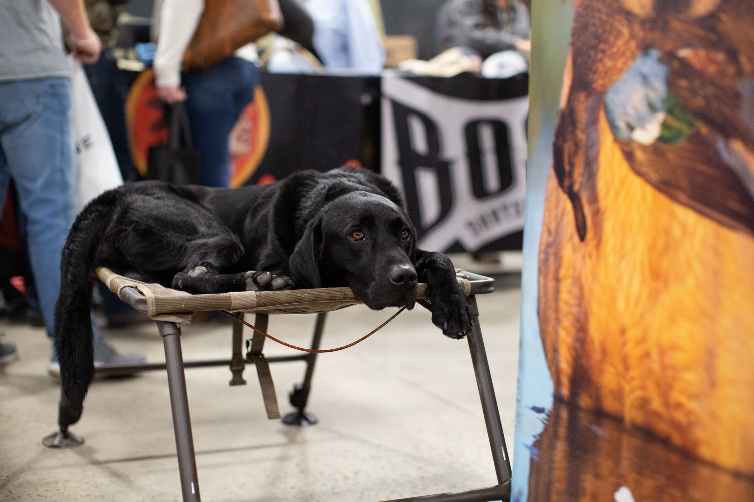 Dogs of the 2024 Convention and Sport Show - The National Wild Turkey ...