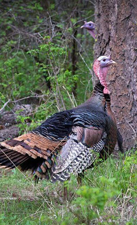 Panhandle Chapter Announces Debut Banquet in Northern Idaho - The ...