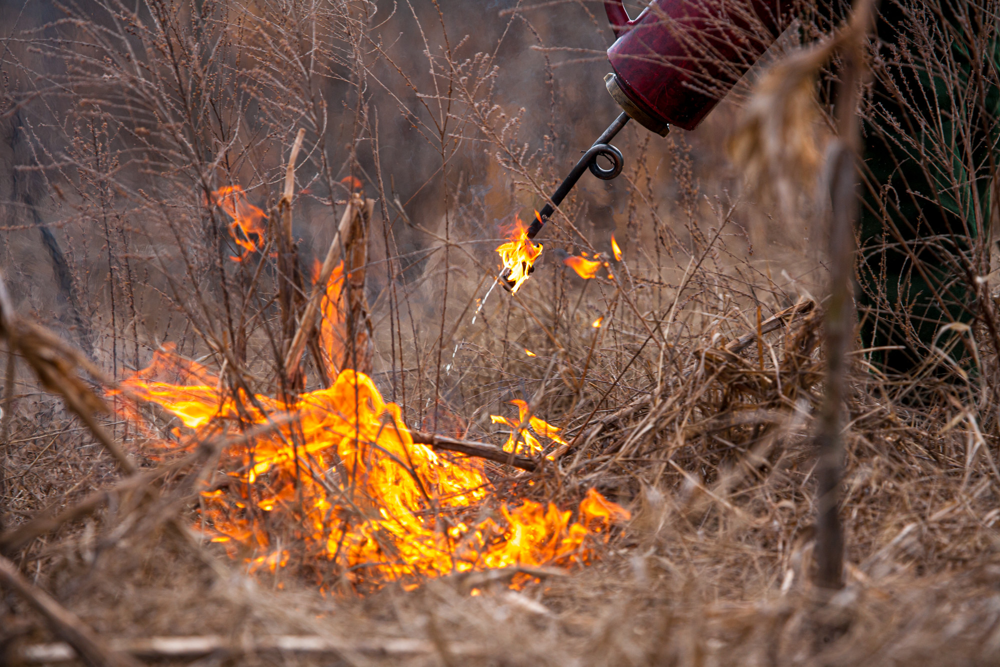 Firebreaks and Fly Downs — March 21, 2024 - The National Wild Turkey ...