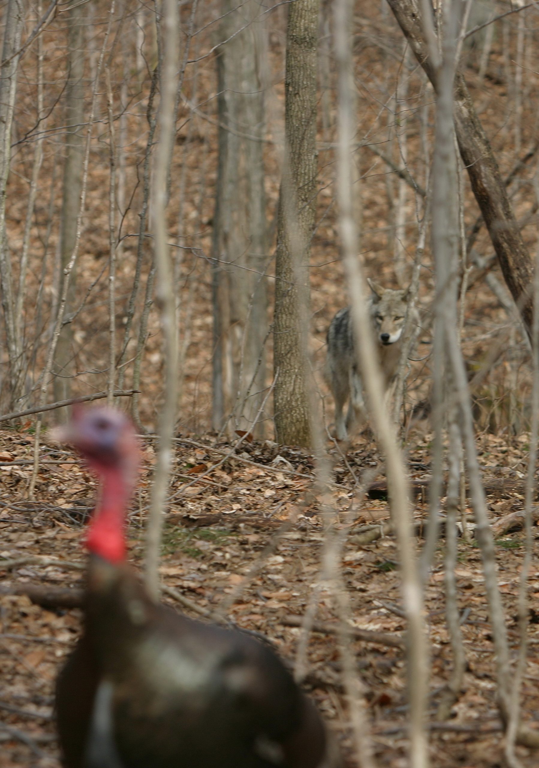 Balance Beyond Boundaries - The National Wild Turkey Federation