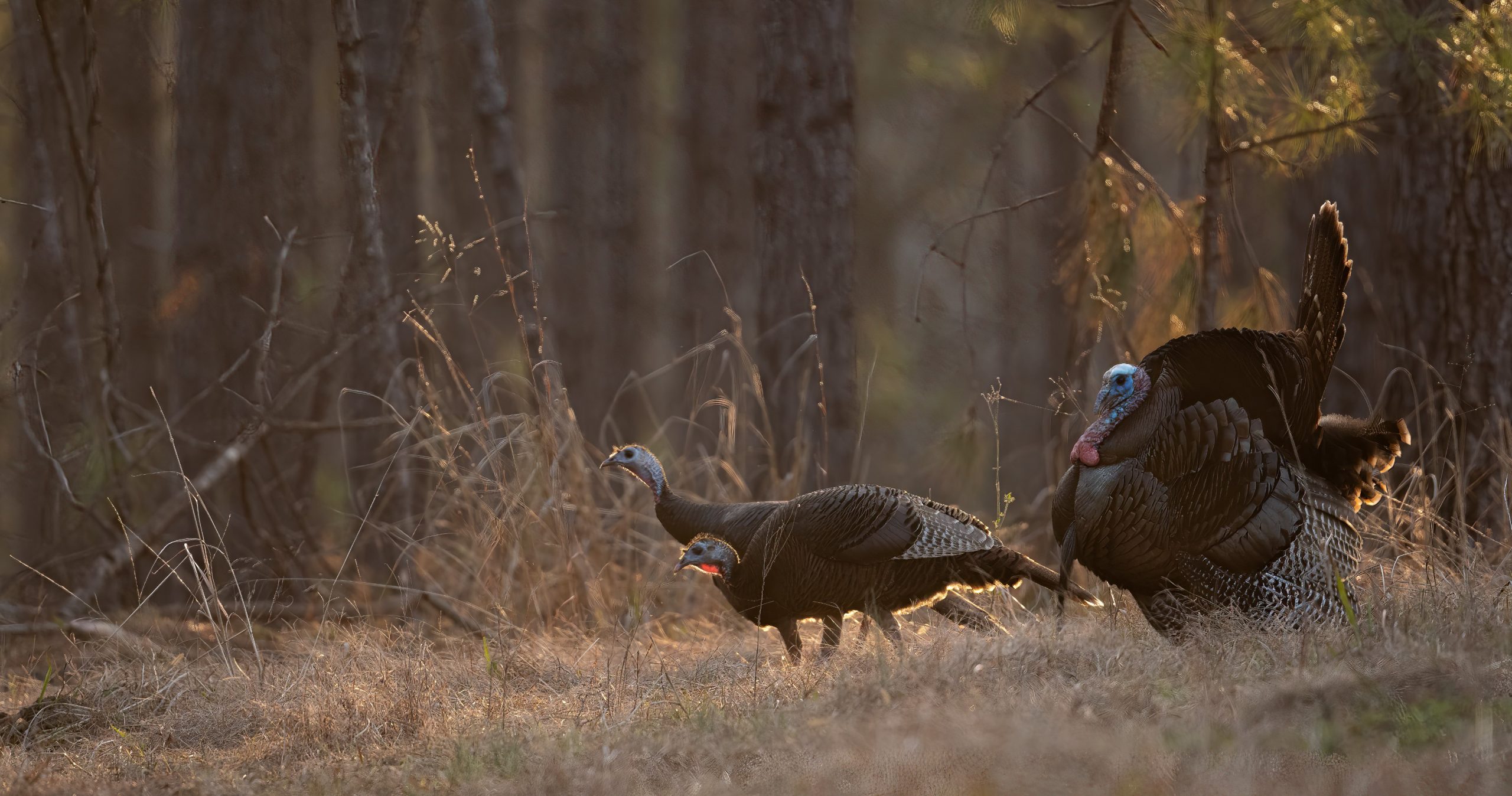 Forest Management’s Role in Habitat Improvement - The National Wild ...
