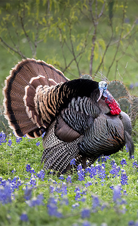 Easter Weekend Launches Turkey Season in Several States - The National ...