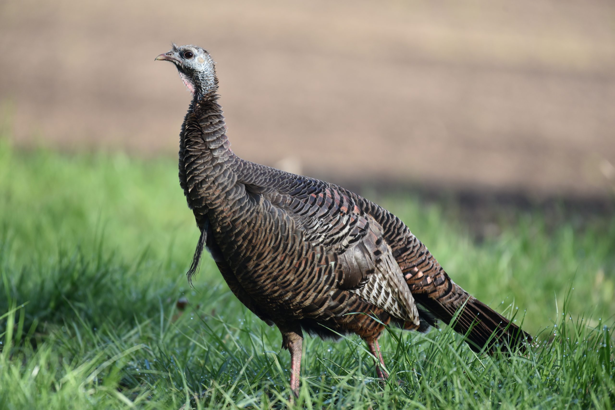 Ask Dr. Tom: Can Hens Grow Spurs? - The National Wild Turkey Federation