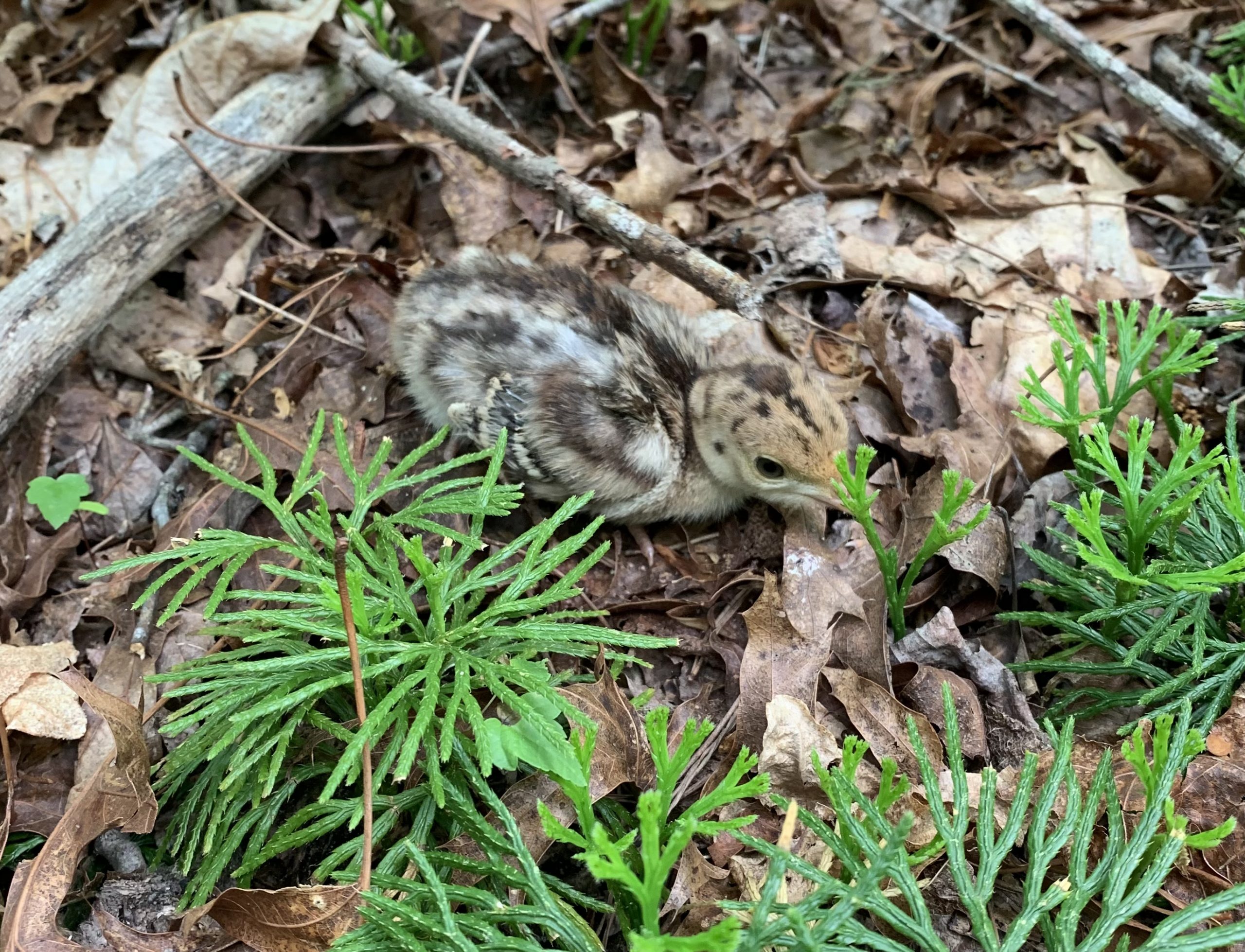 Standardizing Summer Brood Surveys - The National Wild Turkey Federation