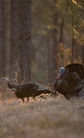 Forest Management’s Role in Habitat Improvement - The National Wild ...