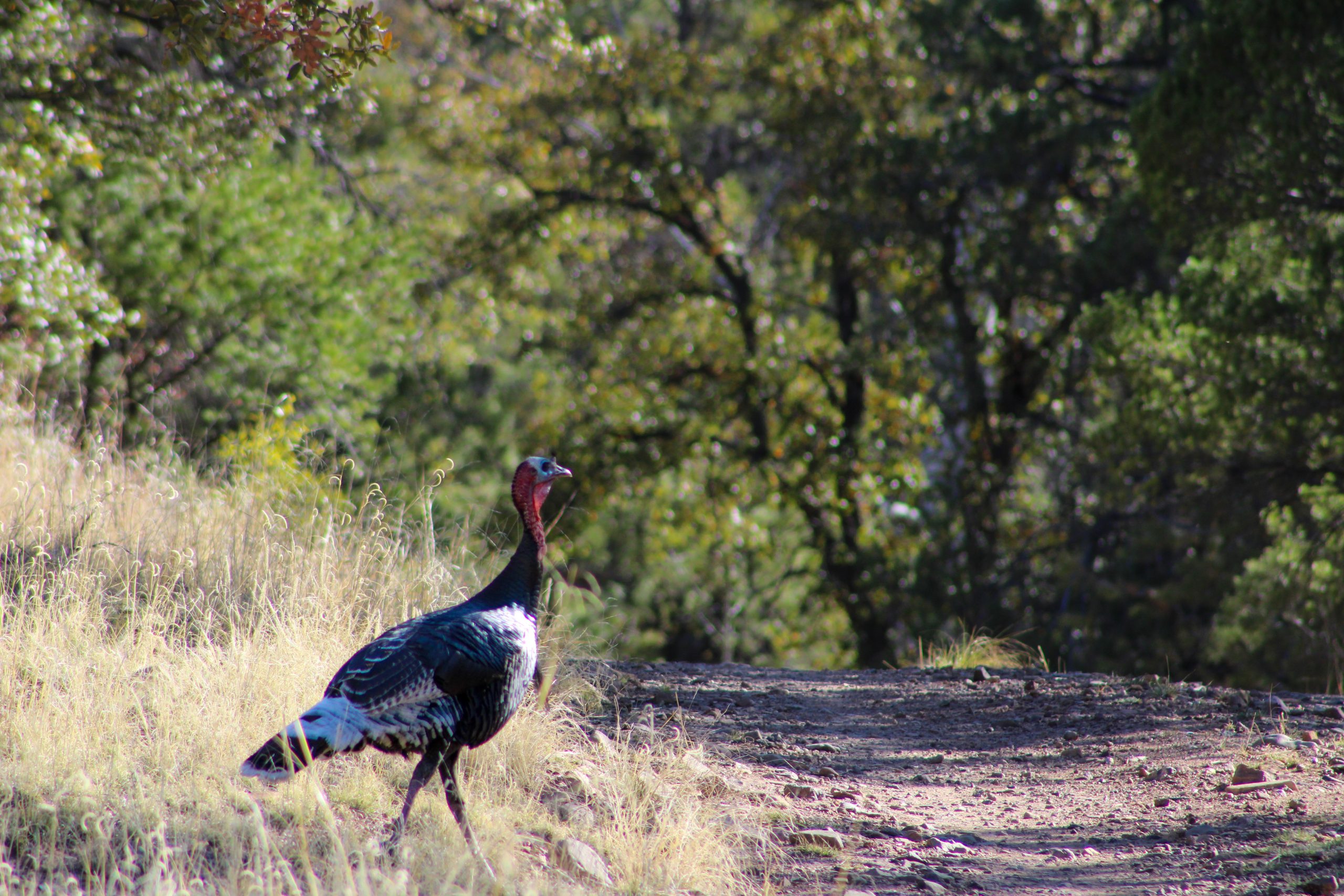 A Legacy of Conservation: Gould’s Turkey Survey Highlights ...