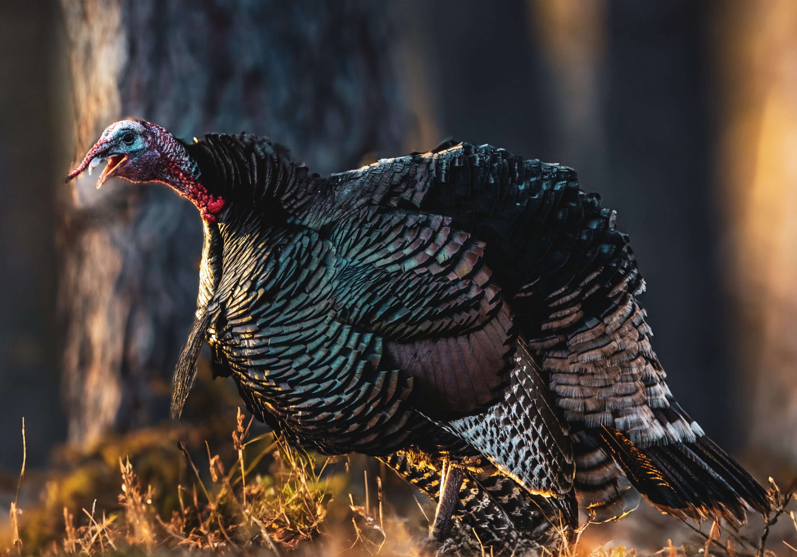 Locator Calls: How To Make Turkeys Gobble - The National Wild Turkey ...