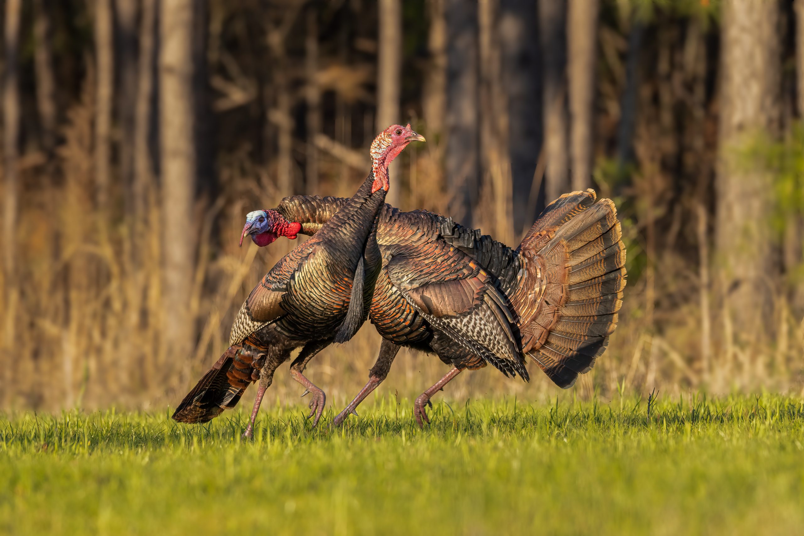 Be a Disruptor - The National Wild Turkey Federation