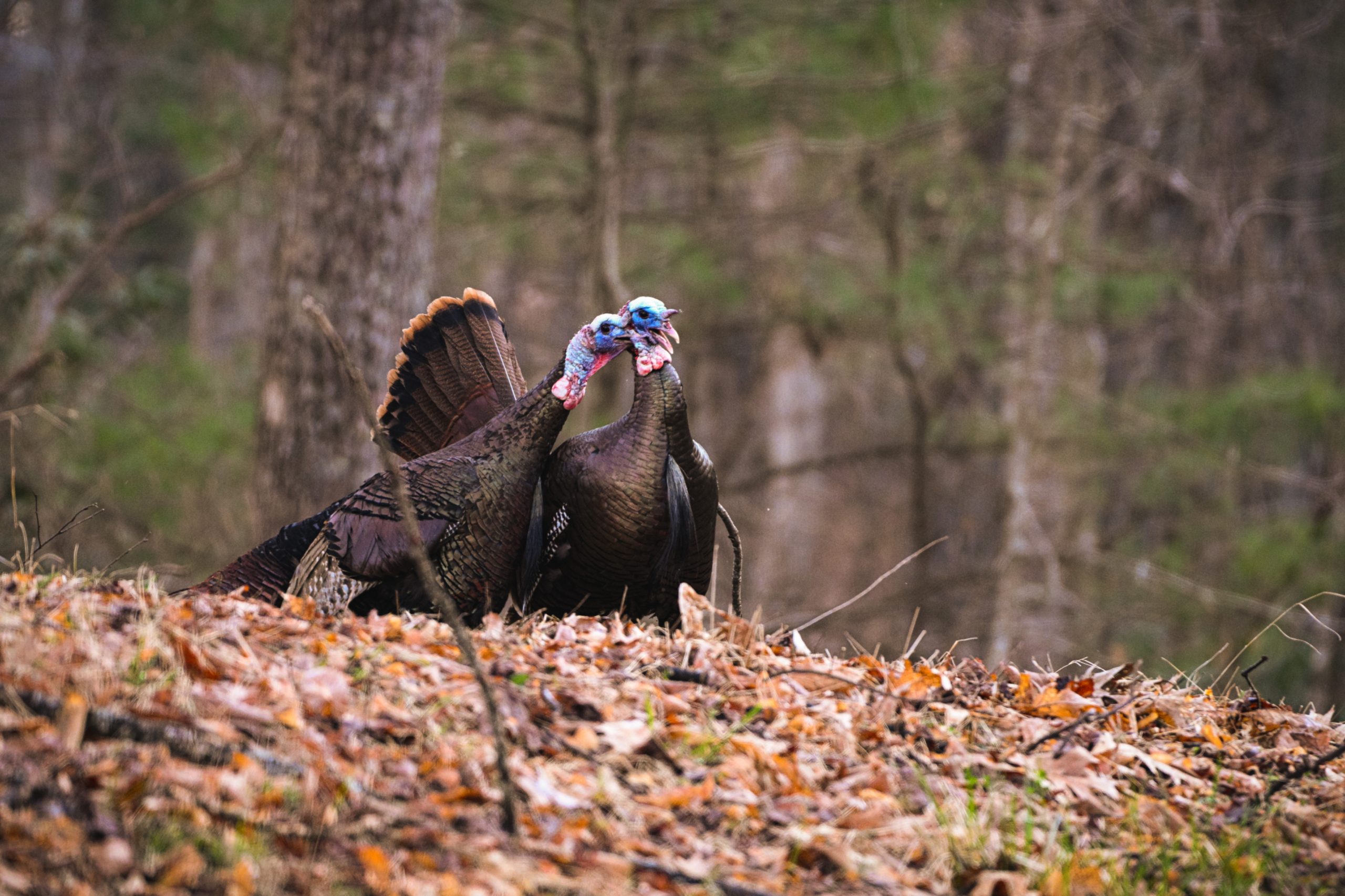 MDC Changes Regulations for Fall Turkey Hunting - The National Wild ...