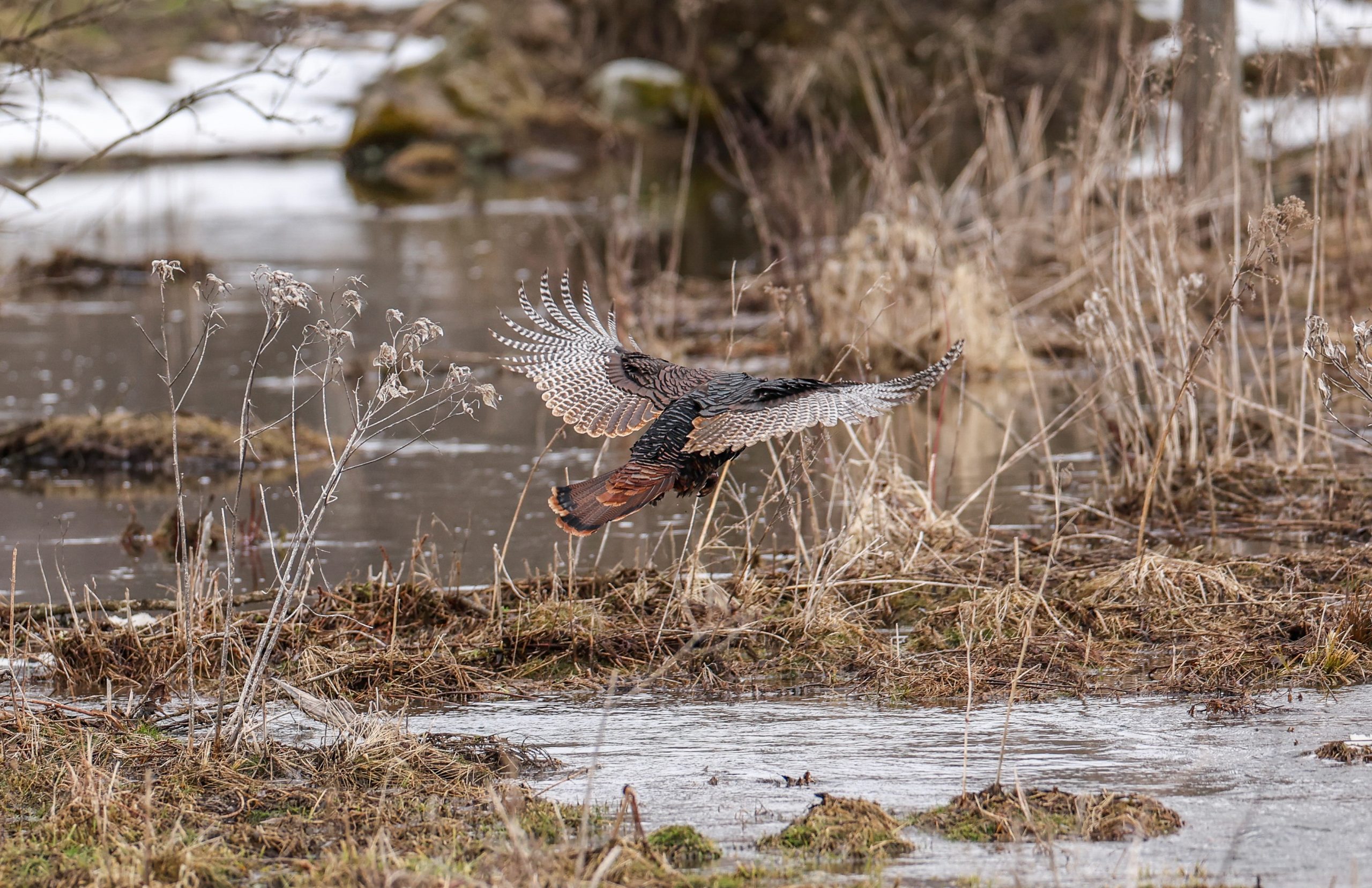 The National Wild Turkey Federation - The National Wild Turkey Federation