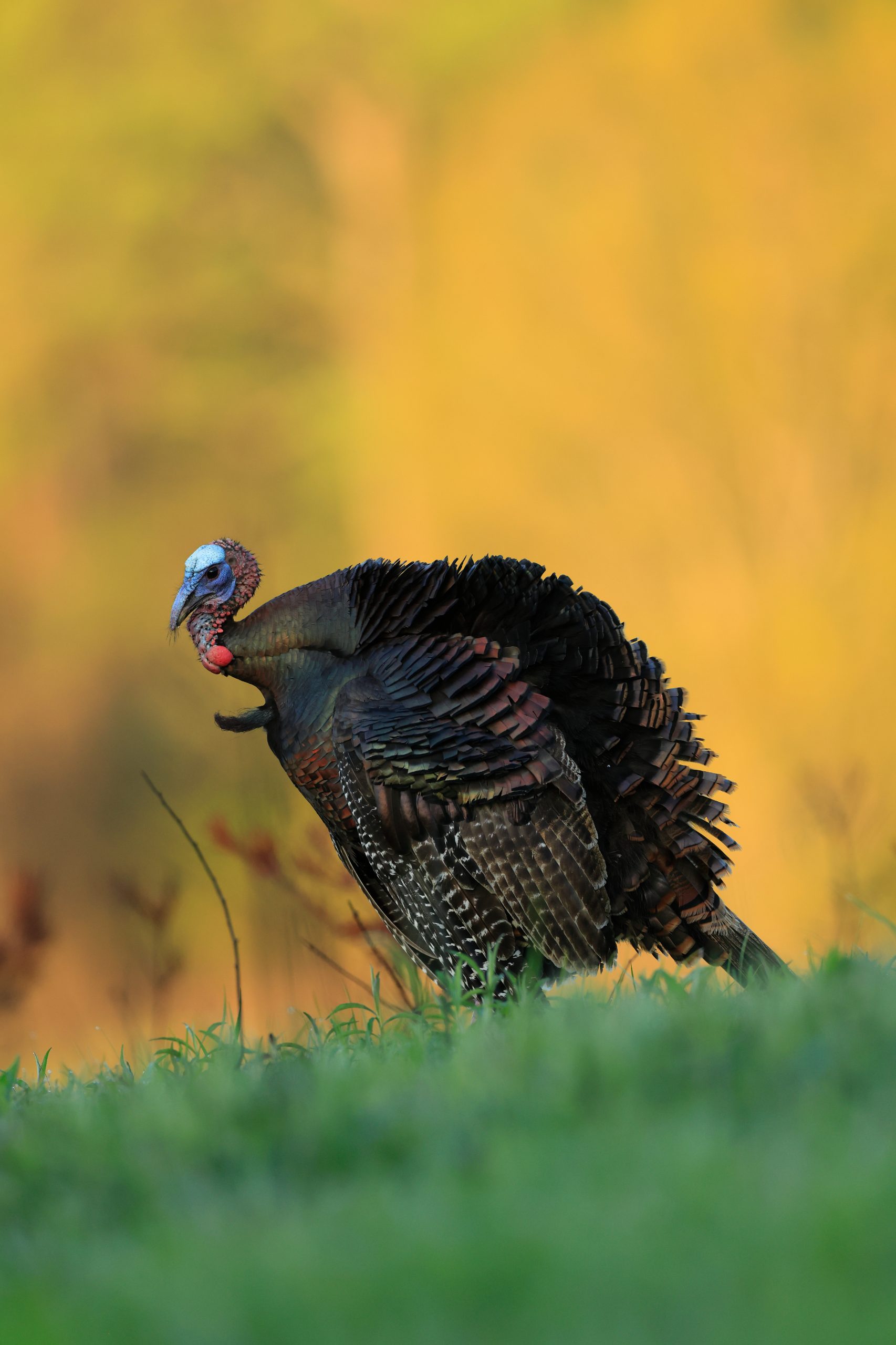 Heat-Wave Turkeys - The National Wild Turkey Federation